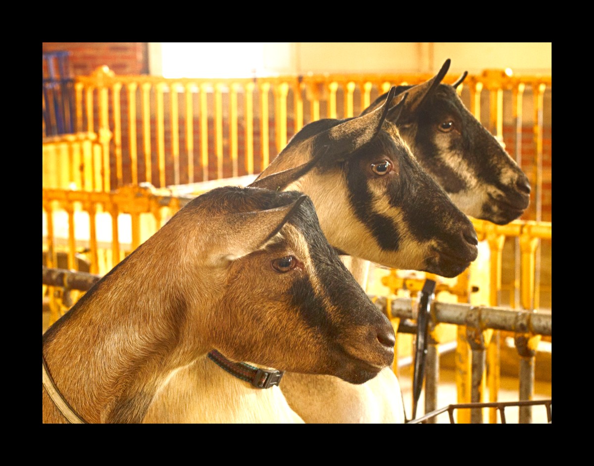 Three Goats and a Key Light – Chuck The Writer